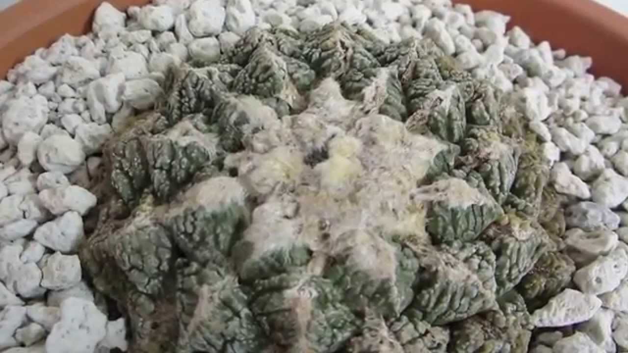Ariocarpus fissuratus - Living Rock Cactus from Texas & Mexico - YouTube