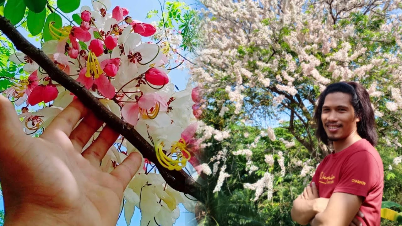 Growing Balayong Trees or Palawan Cherry Blossom - YouTube