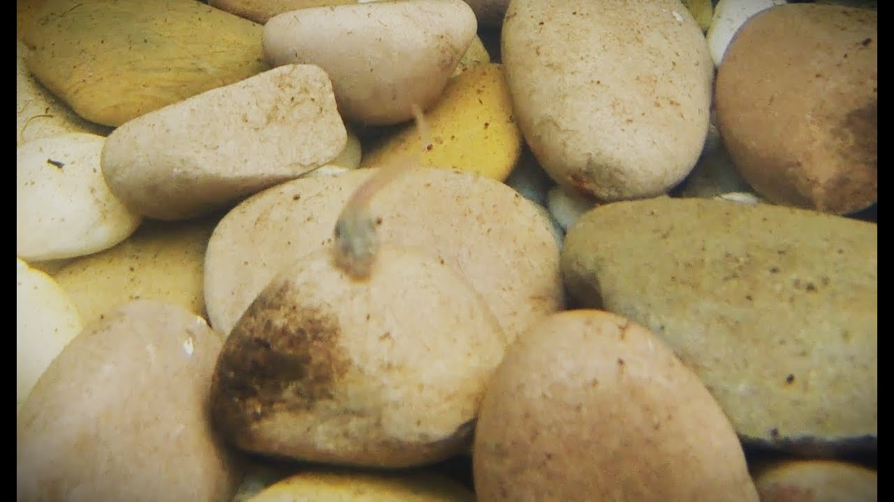 Migaloo the White Tadpole set free in FrogTopia - YouTube