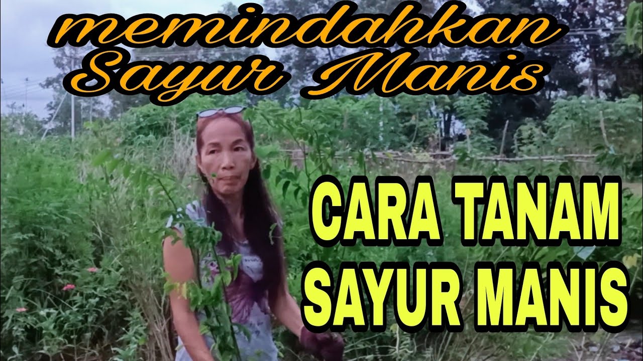 Menanam cekur sayur manis // cara menanam sayur manis - YouTube