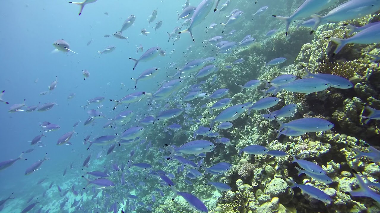 Beautiful school of fusilier in the Red Sea - YouTube