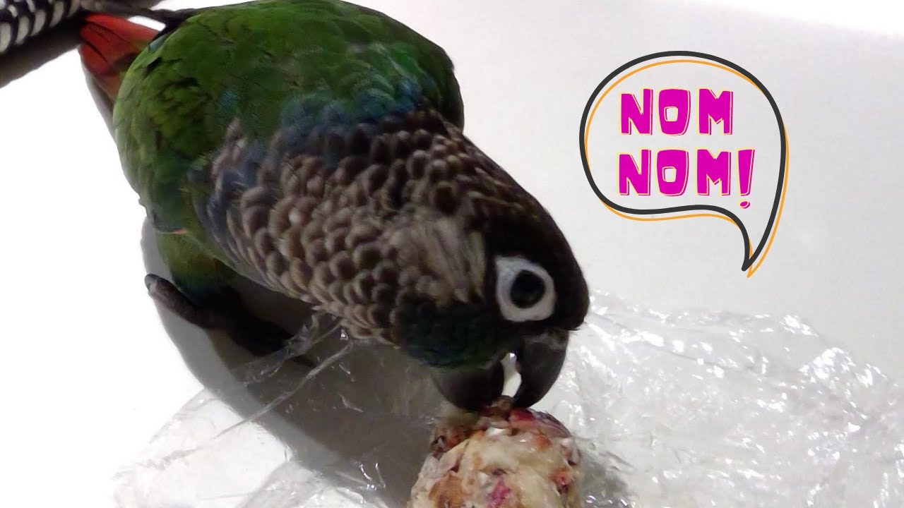 How to make treats for your birds | DIY Nutriberries | Coral The Pearly ...
