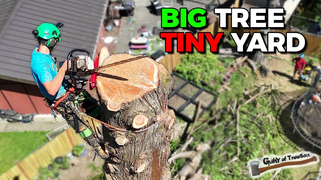 This BIG TREE Removal Needed A Bigger Yard - Massive Cedar Felling - YouTube