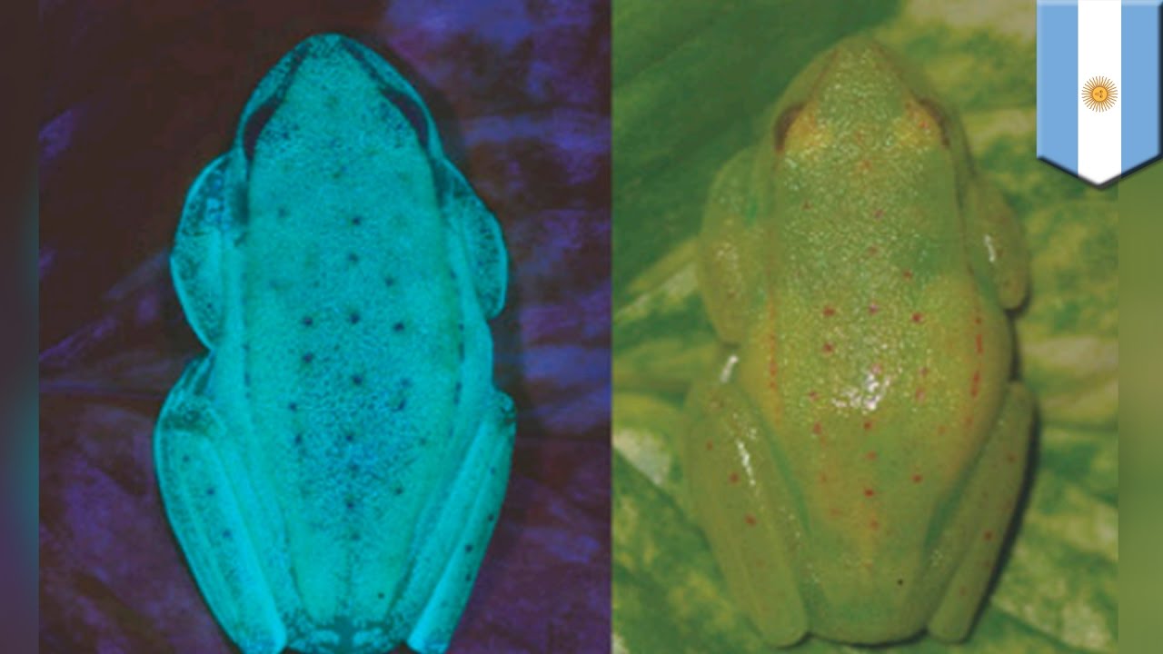 Fluorescent frog discovered in Argentina, but can only be seen under ...