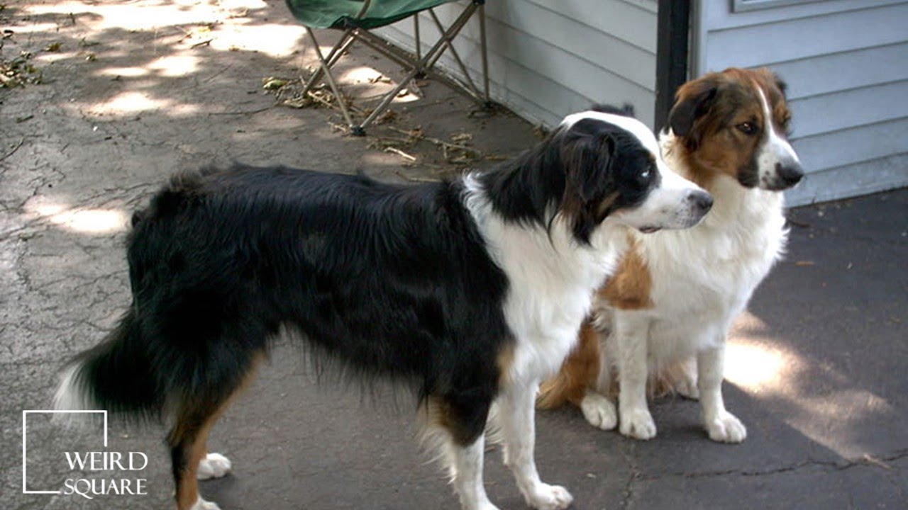 English Shepherds are excellent herding dogs and also make a good guard ...