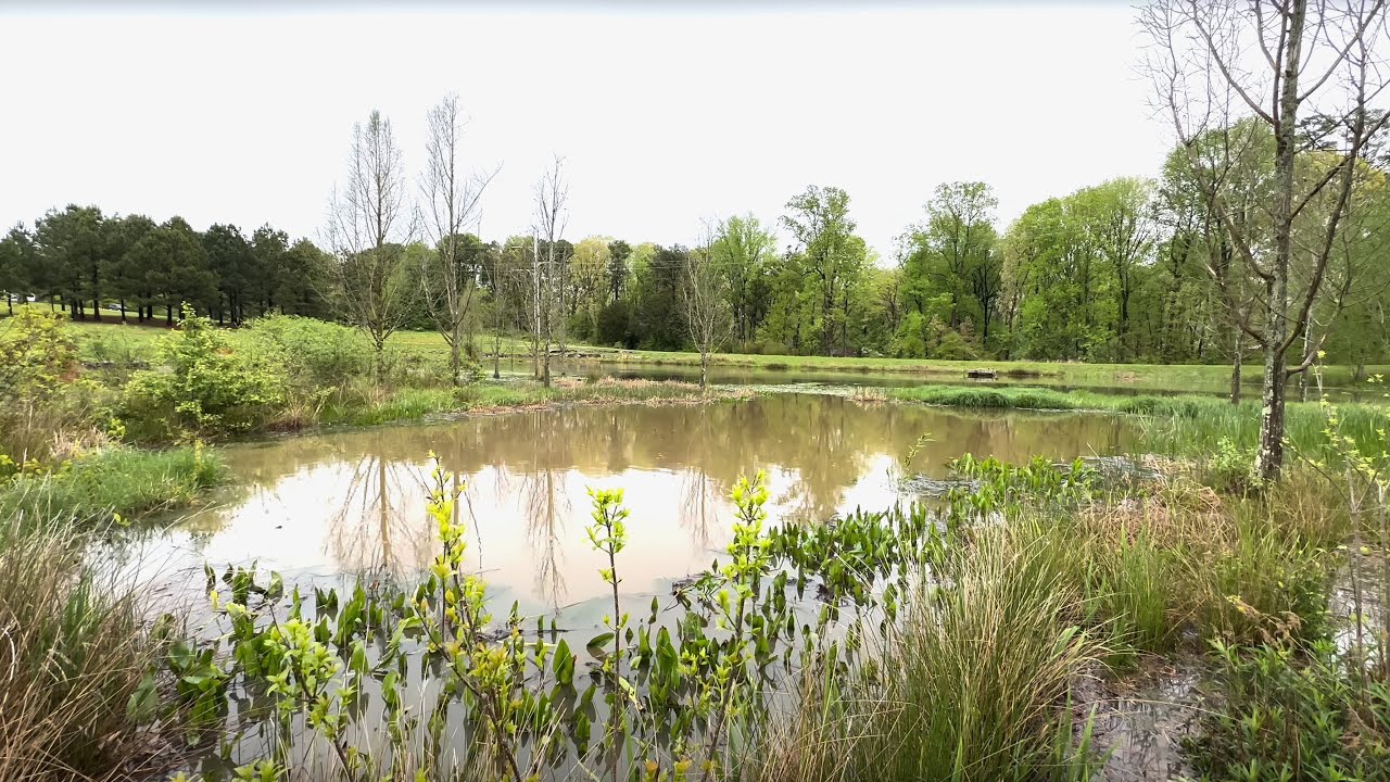 Walking by the Pond: An Early Spring Adventure | Nature Sounds for ...