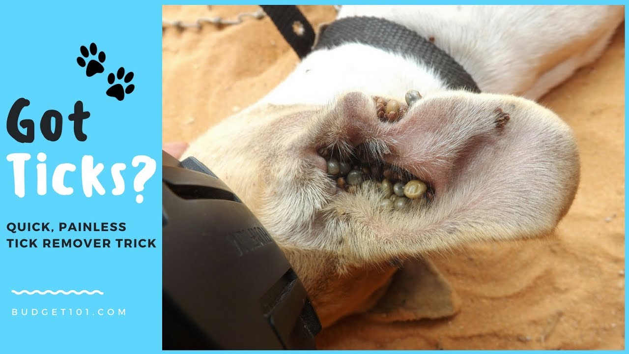 Budget101.com Quick Painless Tick Removal Method for Pets and People ...