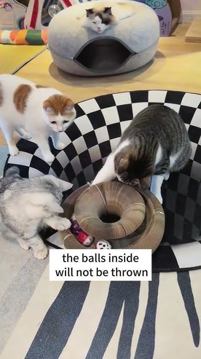 My cat really likes it #pets #yourpet #cat #catvideos #catshorts #youtube #youtubeshorts - YouTube