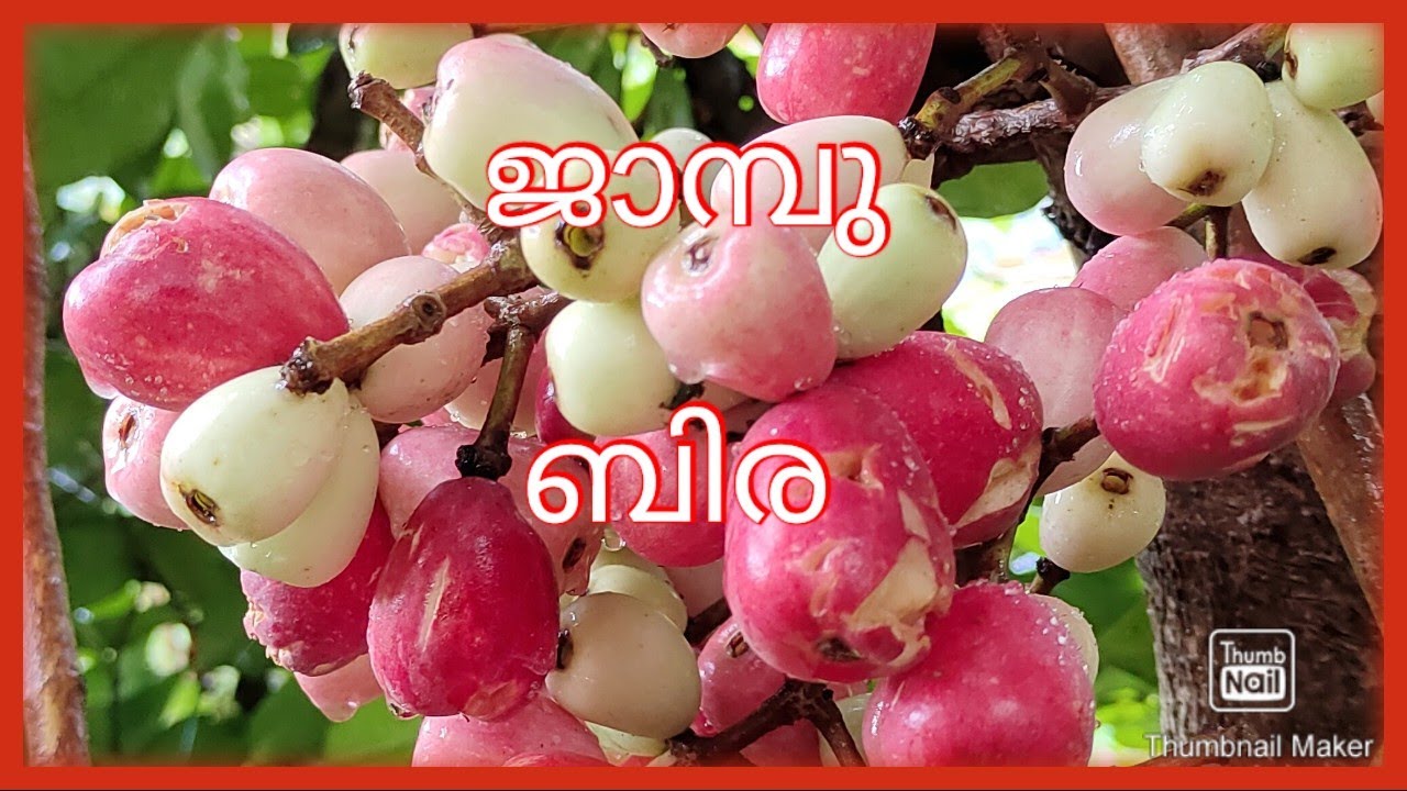 ജാമ്പു ബിര # Jambu bira - YouTube