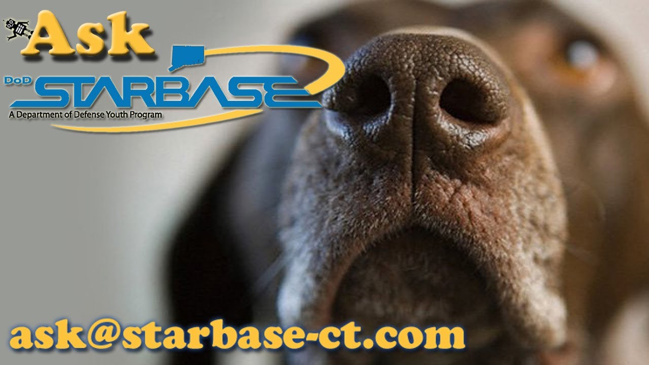Ask STARBASE Episode128: Is a Dogs Sense of Smell Better than a Humans ...