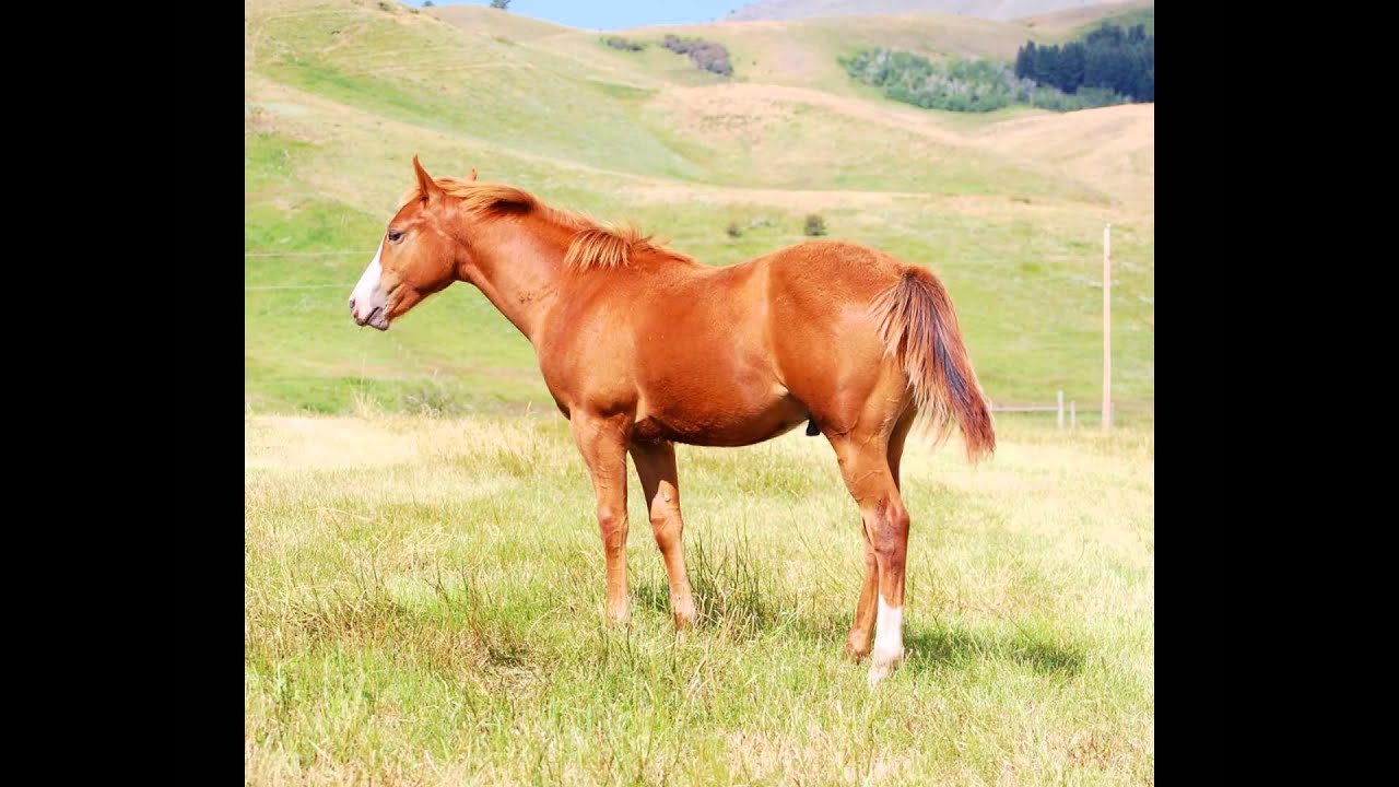 FAMOUS BUGS X proven own daughter of FRENCHMANS GUY sorrel stud colt ...
