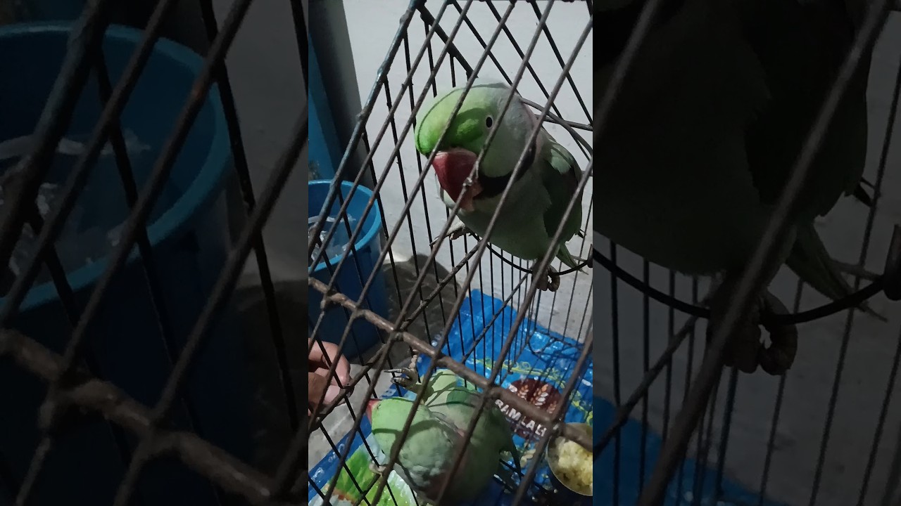 Karan parrot 🦜 ll #trending #shorts #funny #viral - YouTube