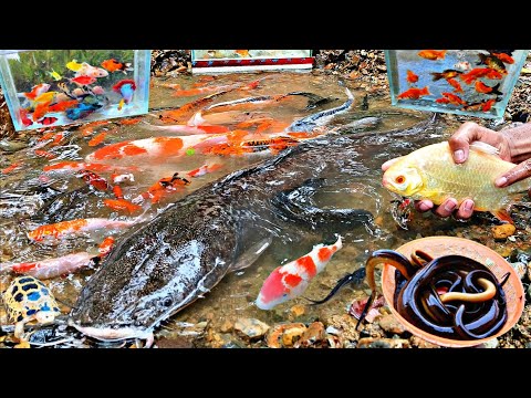 Catch glofish, goldfish, molly fish, ornamental fish, catfish, ornamental lobsters, eels