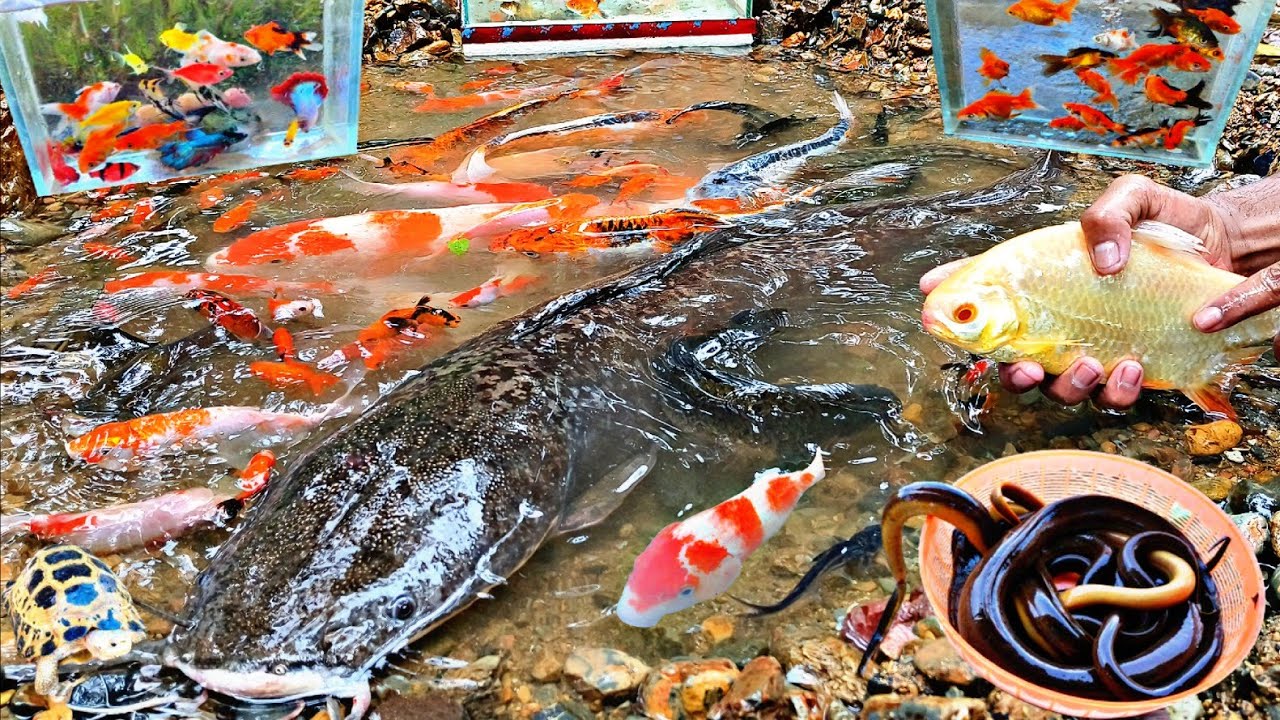 Catch glofish, goldfish, molly fish, ornamental fish, catfish ...