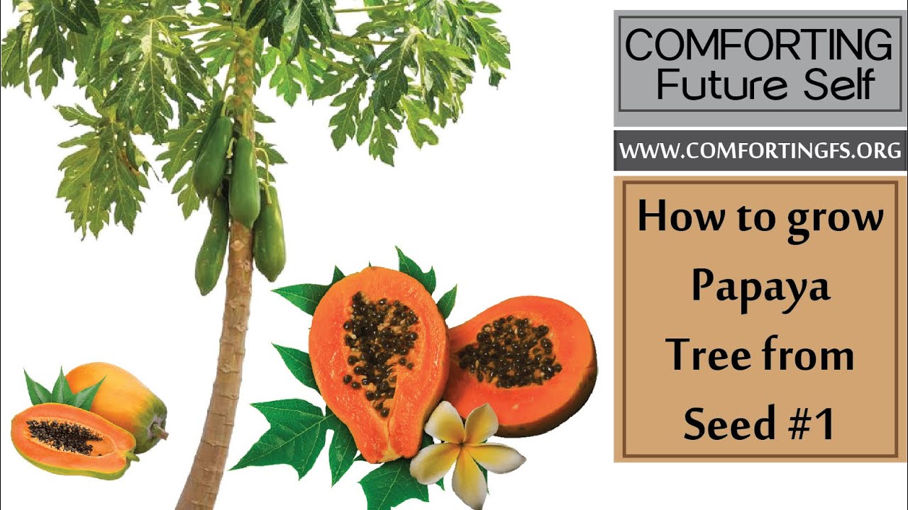 How to grow Papaya trees from seed | #1 11.Aug.2022 - YouTube