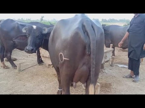 Beautiful pure nilli Ravi buffalo for sale in Punjab Pakistan on ...