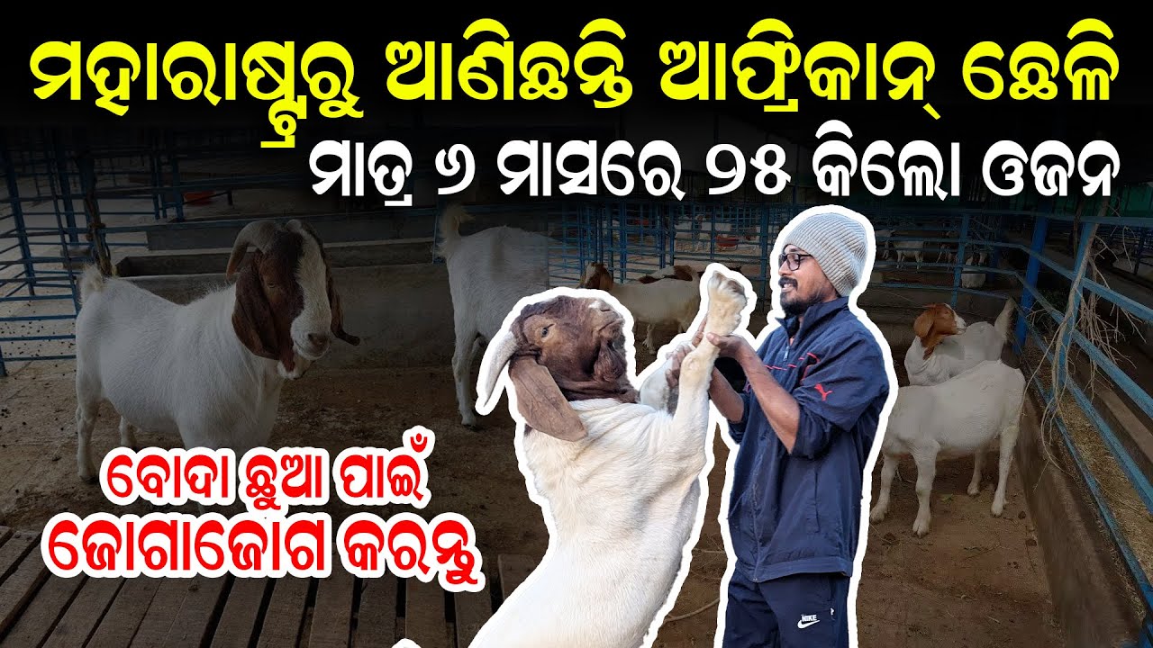 African boer cheli palana odia | Goat farming in odisha | Boer goat in ...