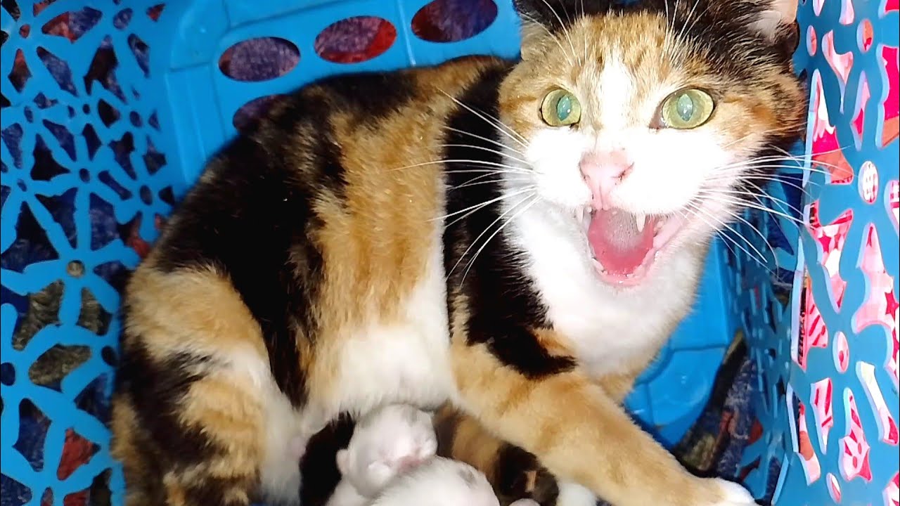 Angry cat protects her kittens inside a plastic box in an unexpected ...