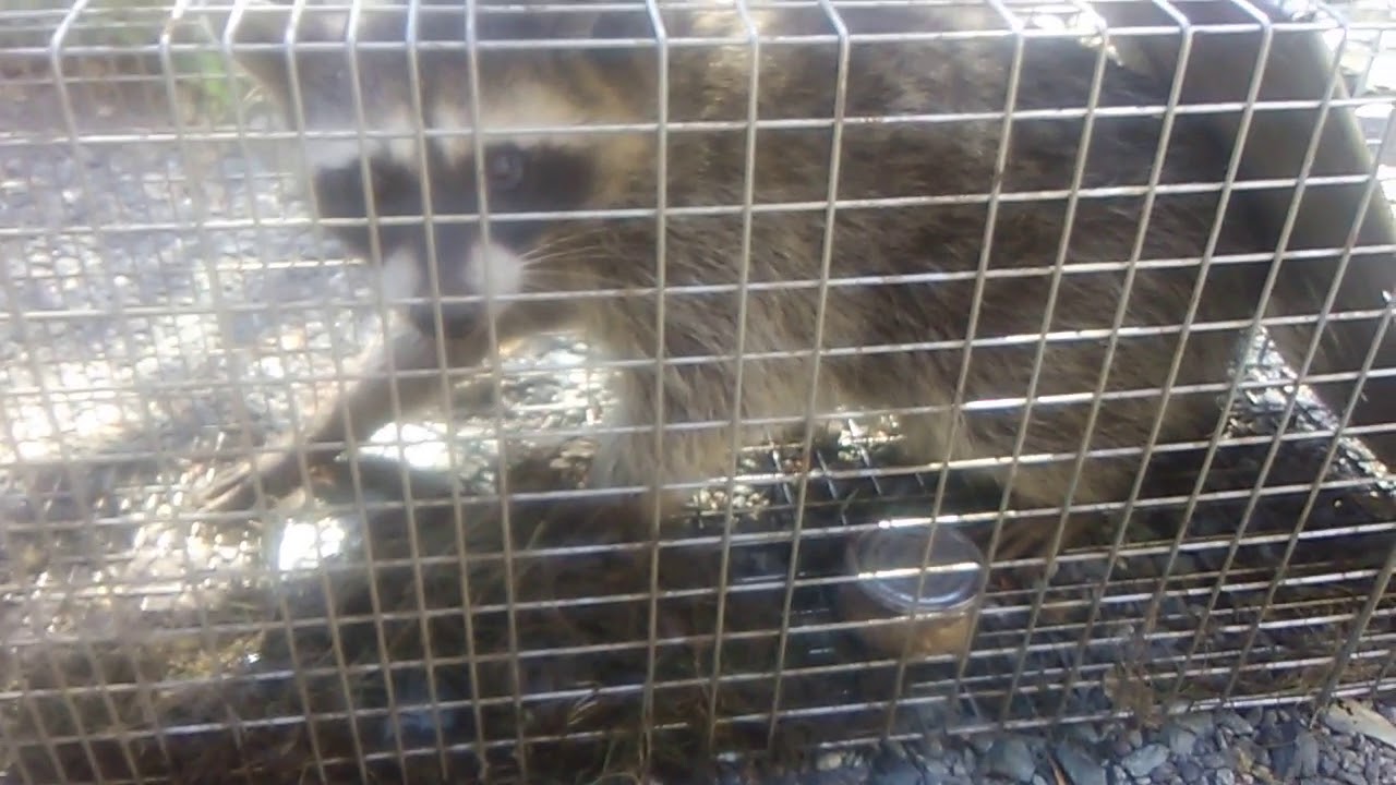 Raccoon Digging Up Lawn - YouTube