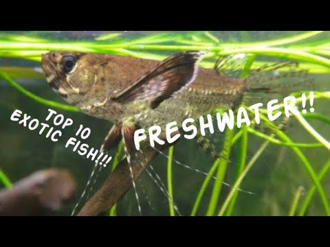 Top 10 Most Exotic Fish!!! - YouTube