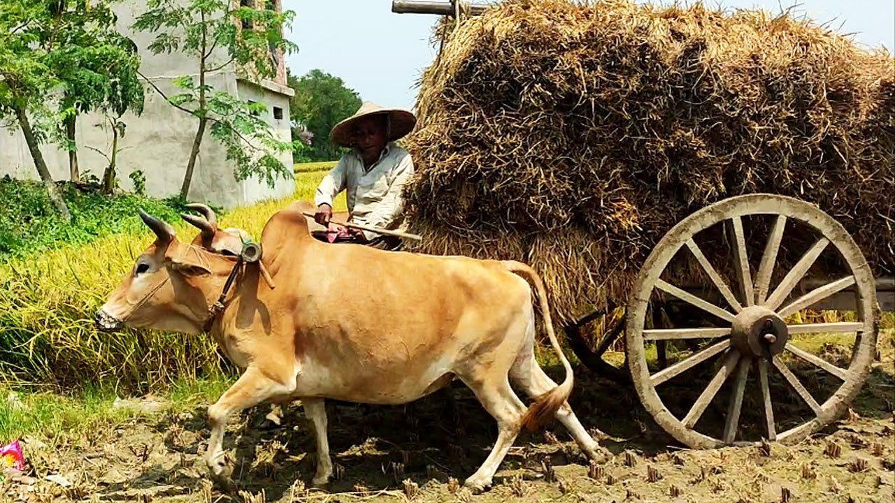 மாட்டுவண்டி | bullock cart race | bullock cart videos | pulling paddy ...