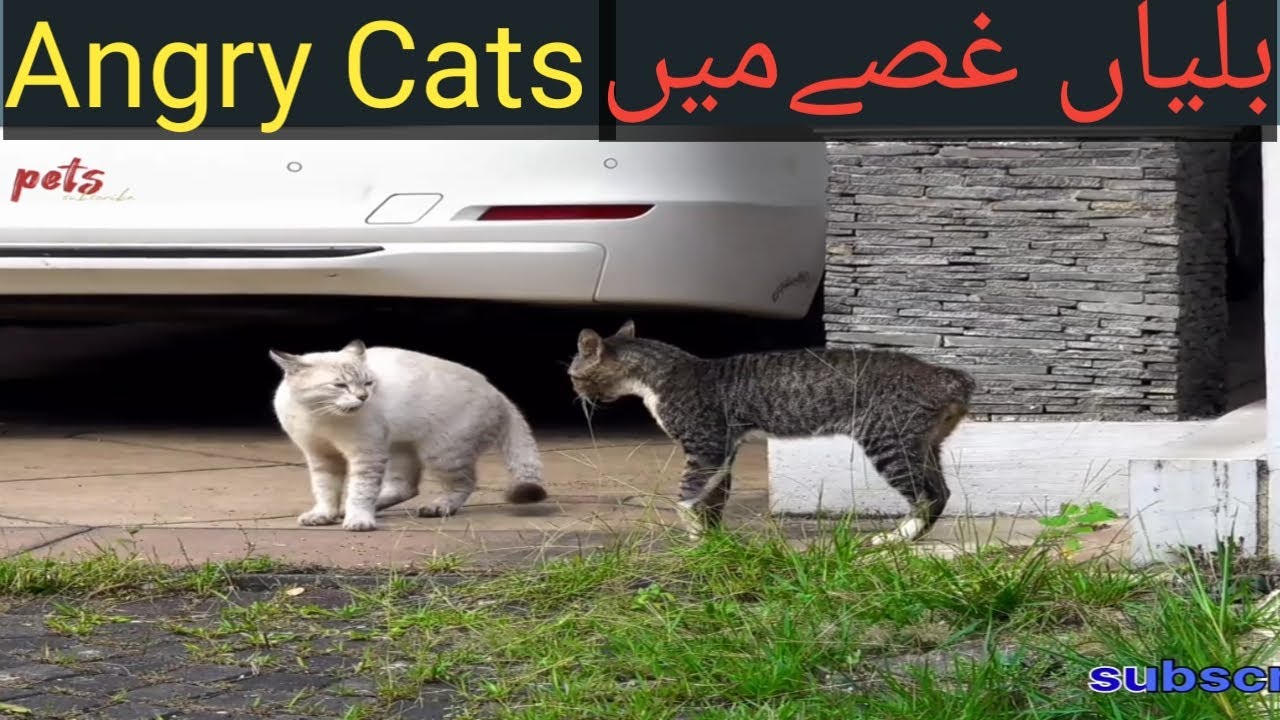 Angry Cats meowing loudly | Angry Cats sound | Pind Pets | - YouTube
