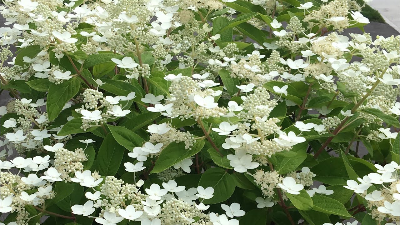 Quick Fire & Bobo Hydrangeas (Standard) - YouTube
