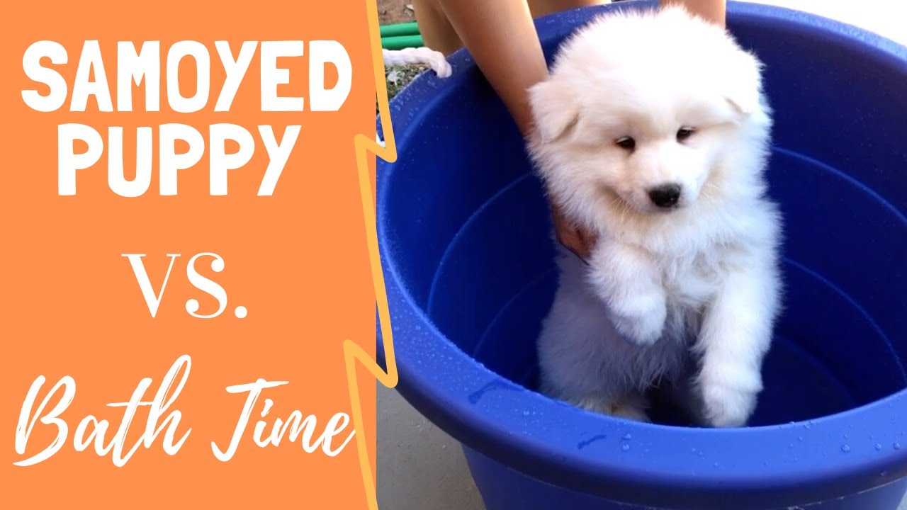 Samoyed puppy's first bath video, refuses to take bath - YouTube