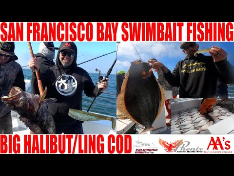San Francisco Bay Swimbait Fishing -Big Halibut/Ling Cod- - YouTube