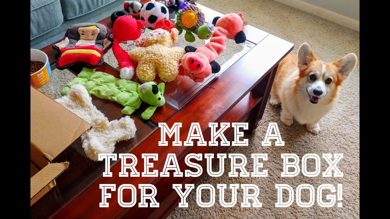 DIY Dog Activity: How to Make a Treasure Box - YouTube