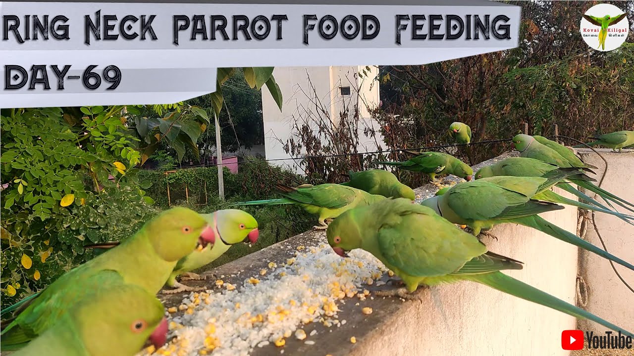 Ring Neck Parrot Food Feeding Day-69 / #பச்சைக்கிளி / #parrot # ...