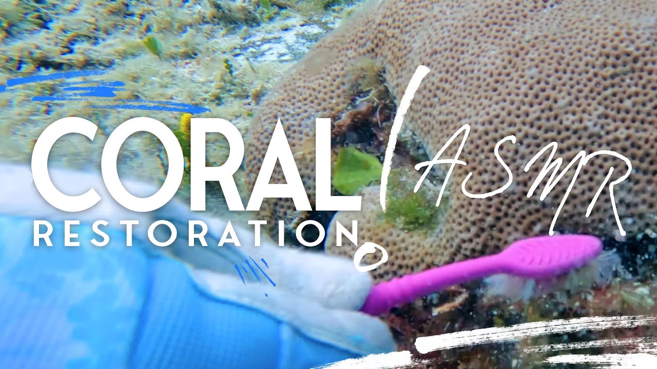 [ASMR] Diver REMOVES Fouling Algae in REAL TIME | Coral Restoration # ...