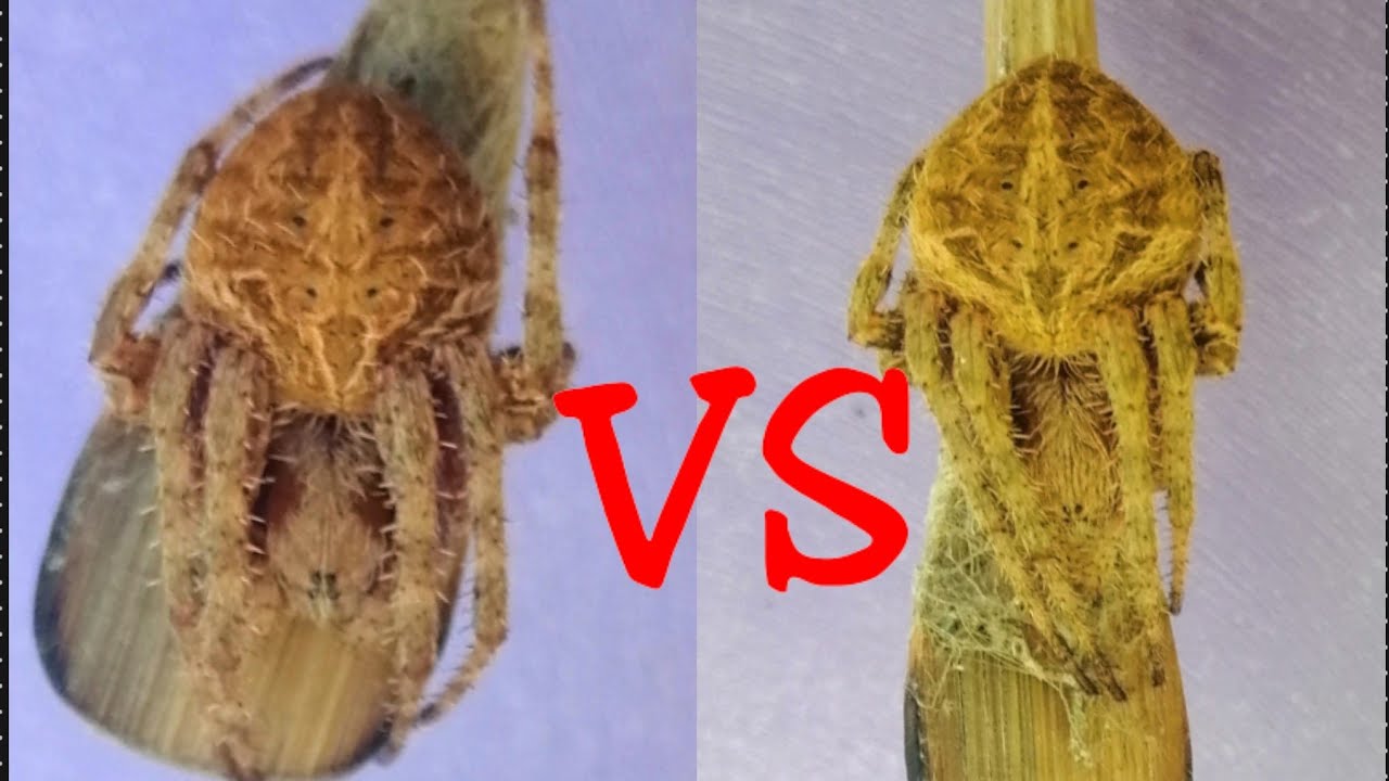 Gagamba TV - Philippines Spider Derby / 53 - YouTube