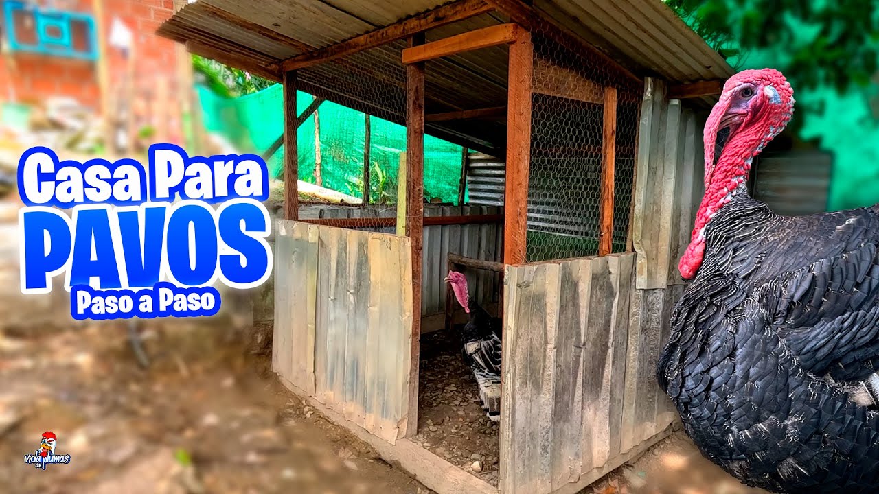 Cómo Hacer una Casa para Pavos 🦃 MUY FACIL - VIDEO COMPLETO - YouTube