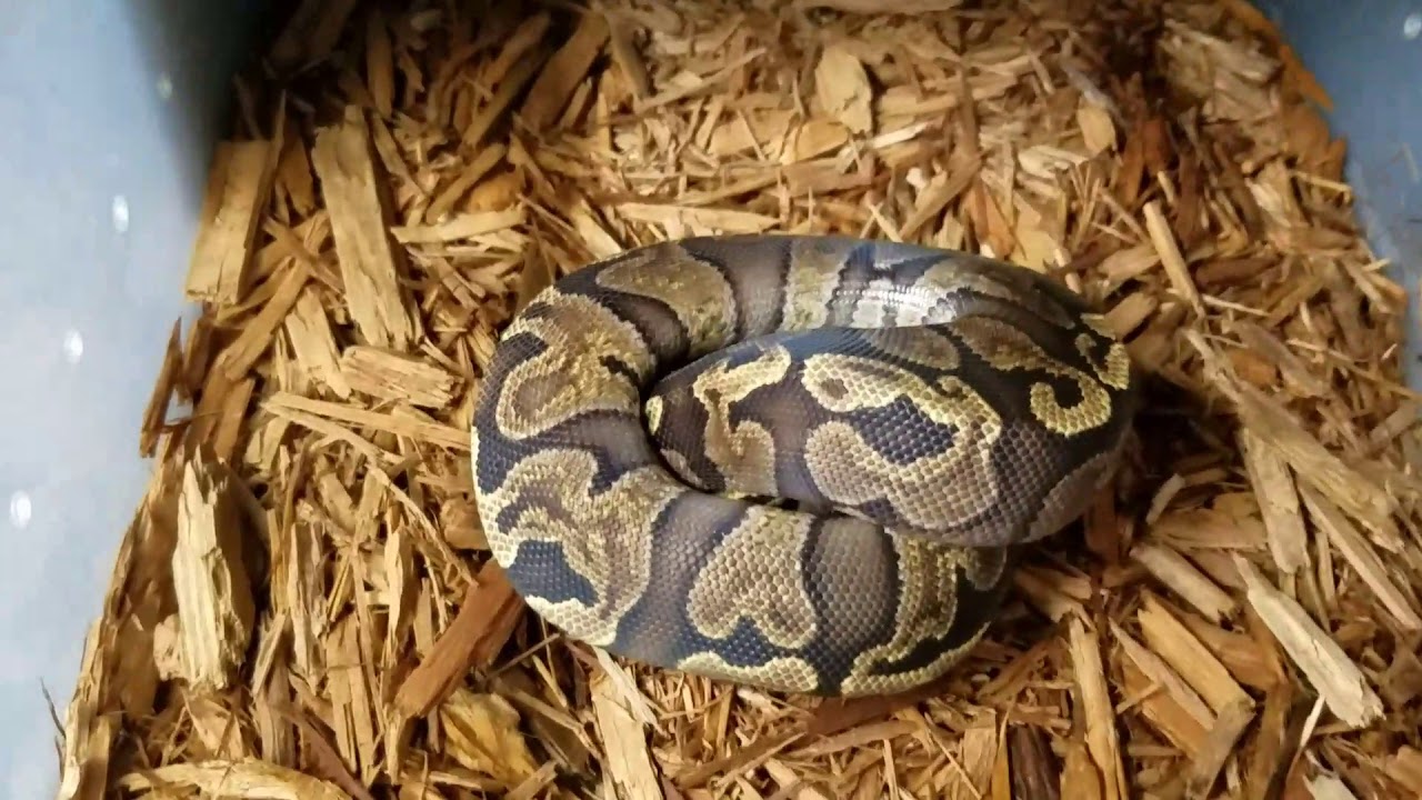 2017 reptile collection tour part 1 - YouTube