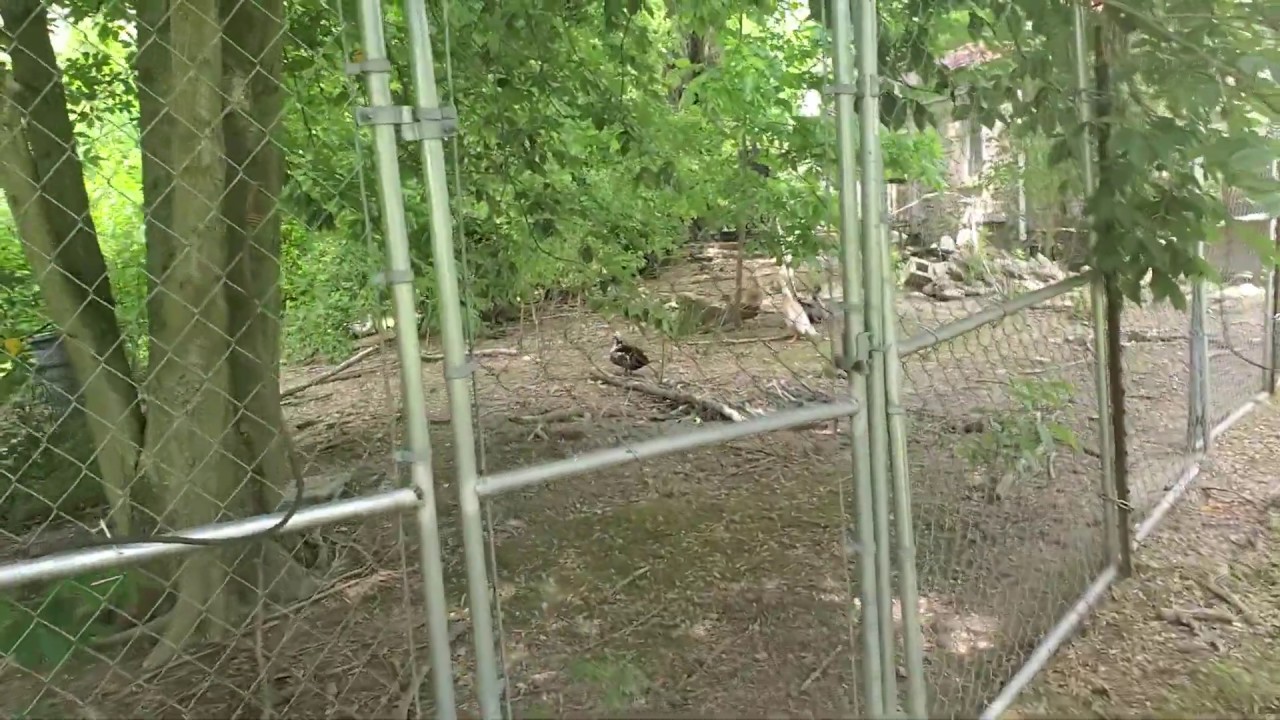 Ducks chilling - YouTube