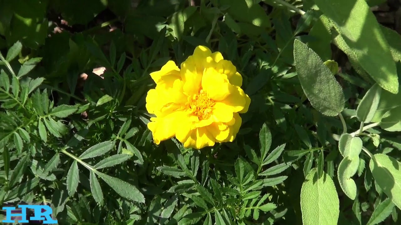 Marigold | Tagetes | Growing marigold flowers in the garden - YouTube
