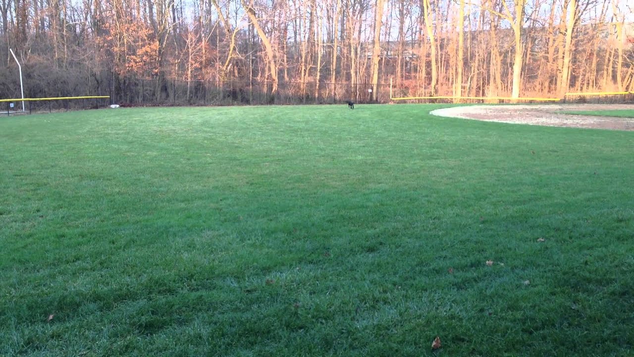 Service Dog Obeying Commands From A Distance YouTube service-dog-obeying-commands-from-a-distance-youtube