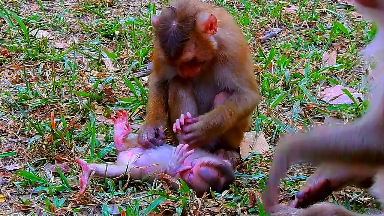 Never Seen Before Brother LEO helps comfort & grooming Lily until she sleep on Libby hand - YouTube