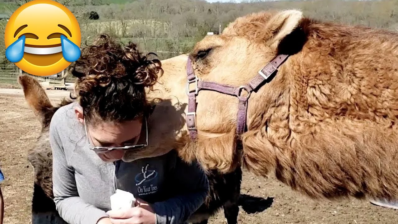 Camels Attack caught on camera - Camels Funny Compilation || PETASTIC 🐾 ...