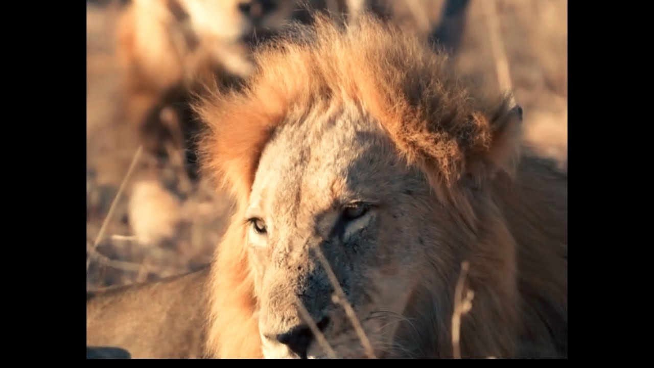 Red Road Male Lion with his Son Red Nharu Male Lion | 21 July 2025 ...