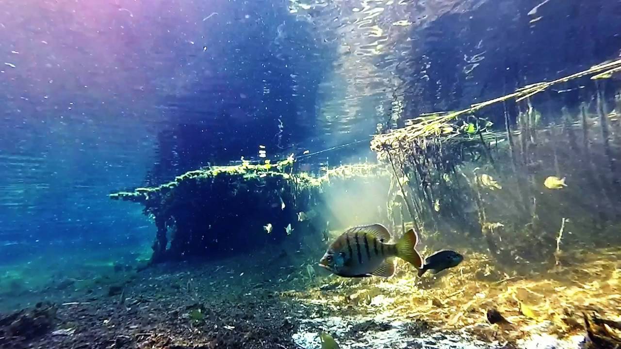 Alexander Springs compilation - YouTube