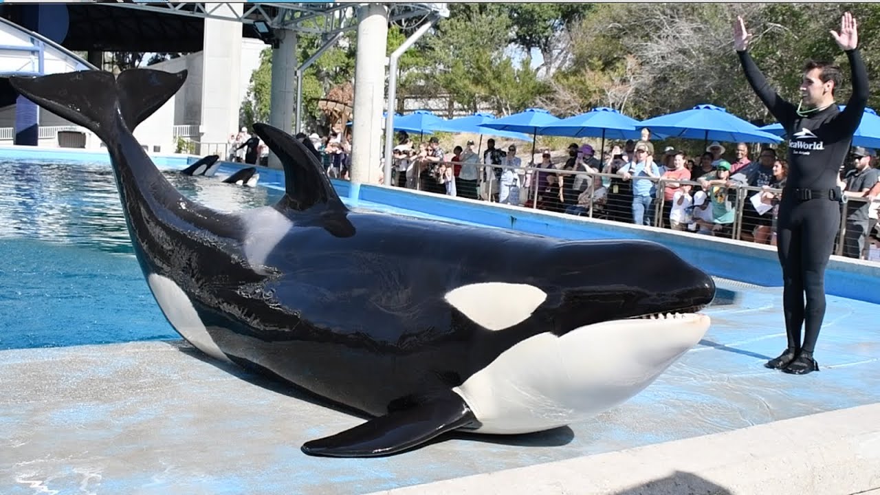 Behind the Scenes with Orcas - SeaWorld San Antonio - November 4, 2023 ...