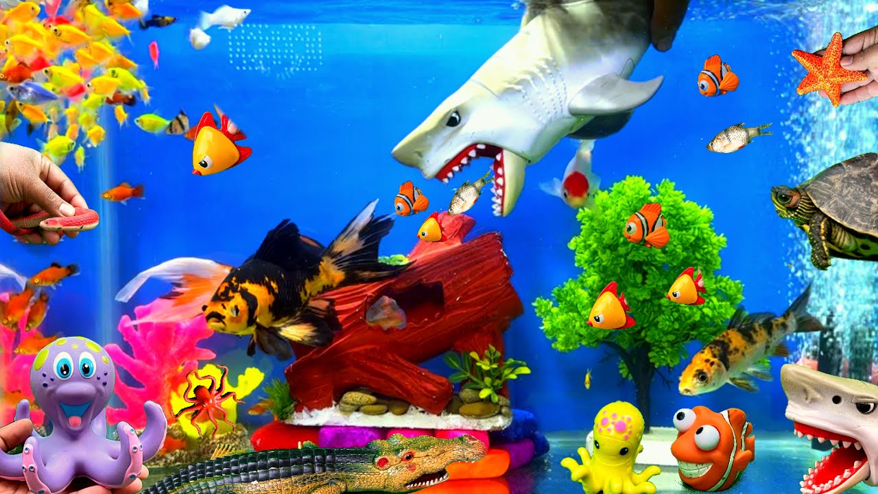 Cute Pet Animals, Little Big Fishes, Ship, Fish Tank, Sharks, Frog ...