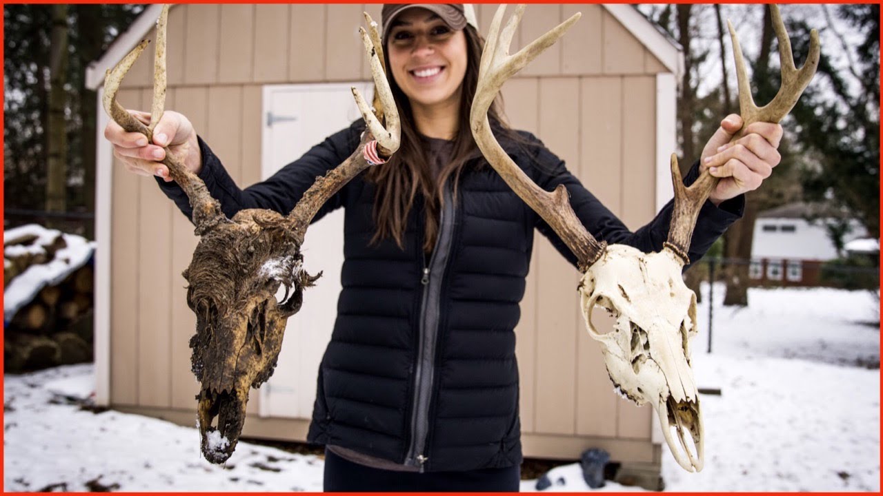 BURYING A DEER SKULL Does It Work YouTube BURYING A DEER SKULL Does It Work YouTube