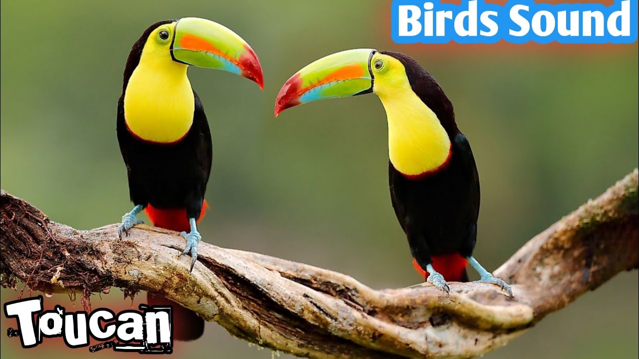 Toucan,Parrot,Nightingale,Sparrow Birds Sound Videos #Animalslegends # ...