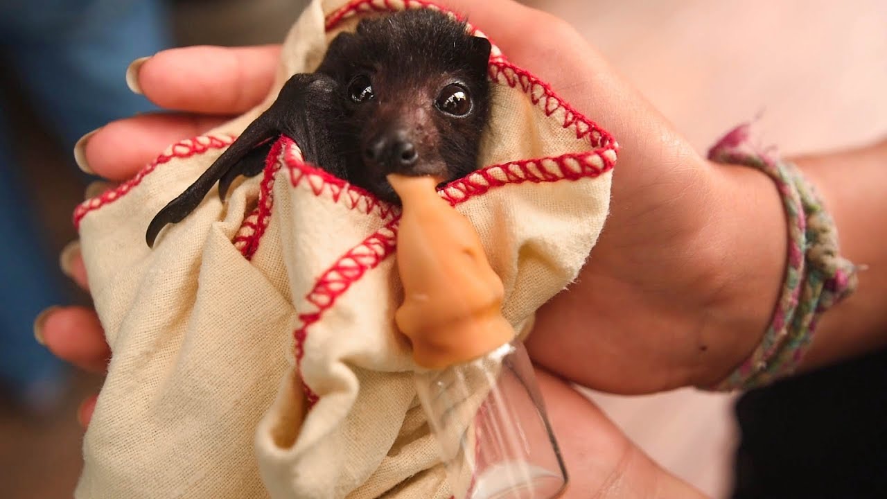 Adorable Orphaned Baby Bats having fun together - Australia - YouTube
