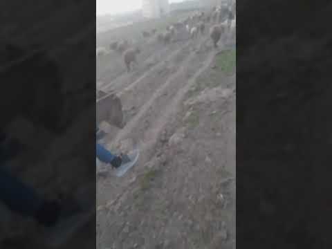 Ilk defa eşeğe binen ufaklık