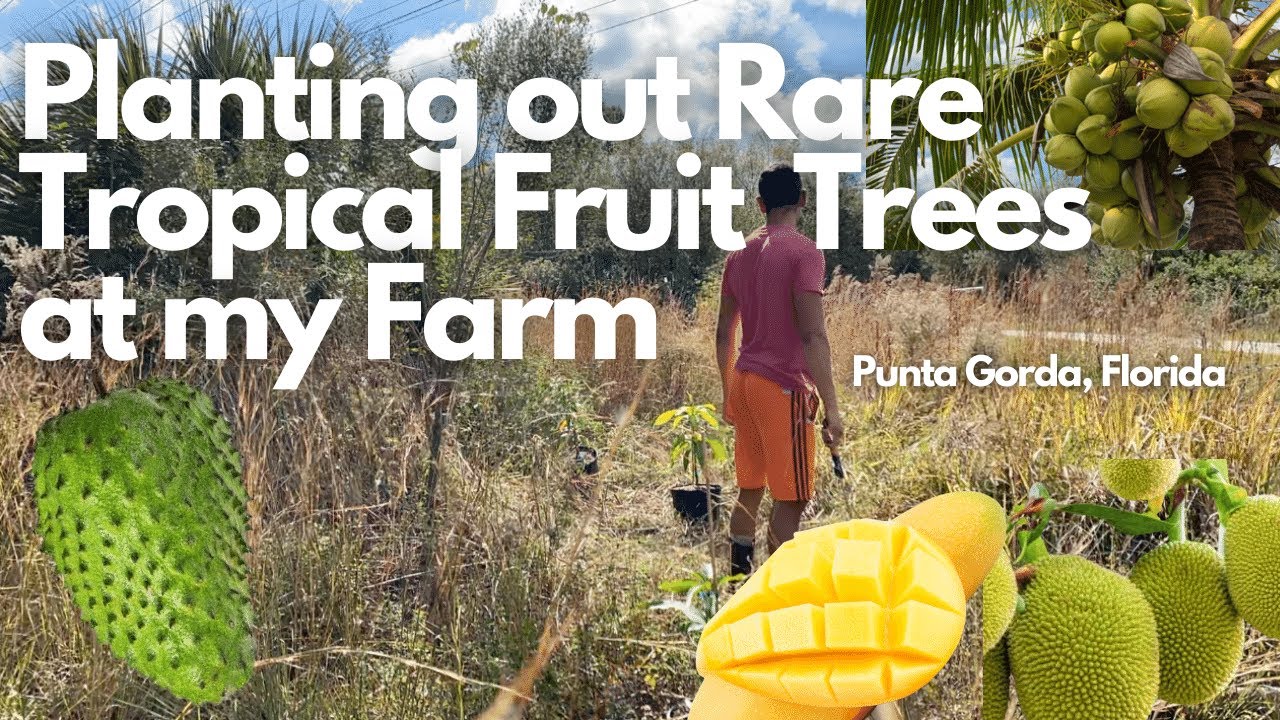 Planting Rare Tropical Fruit Trees at my Fruit Farm - Punta Gorda ...
