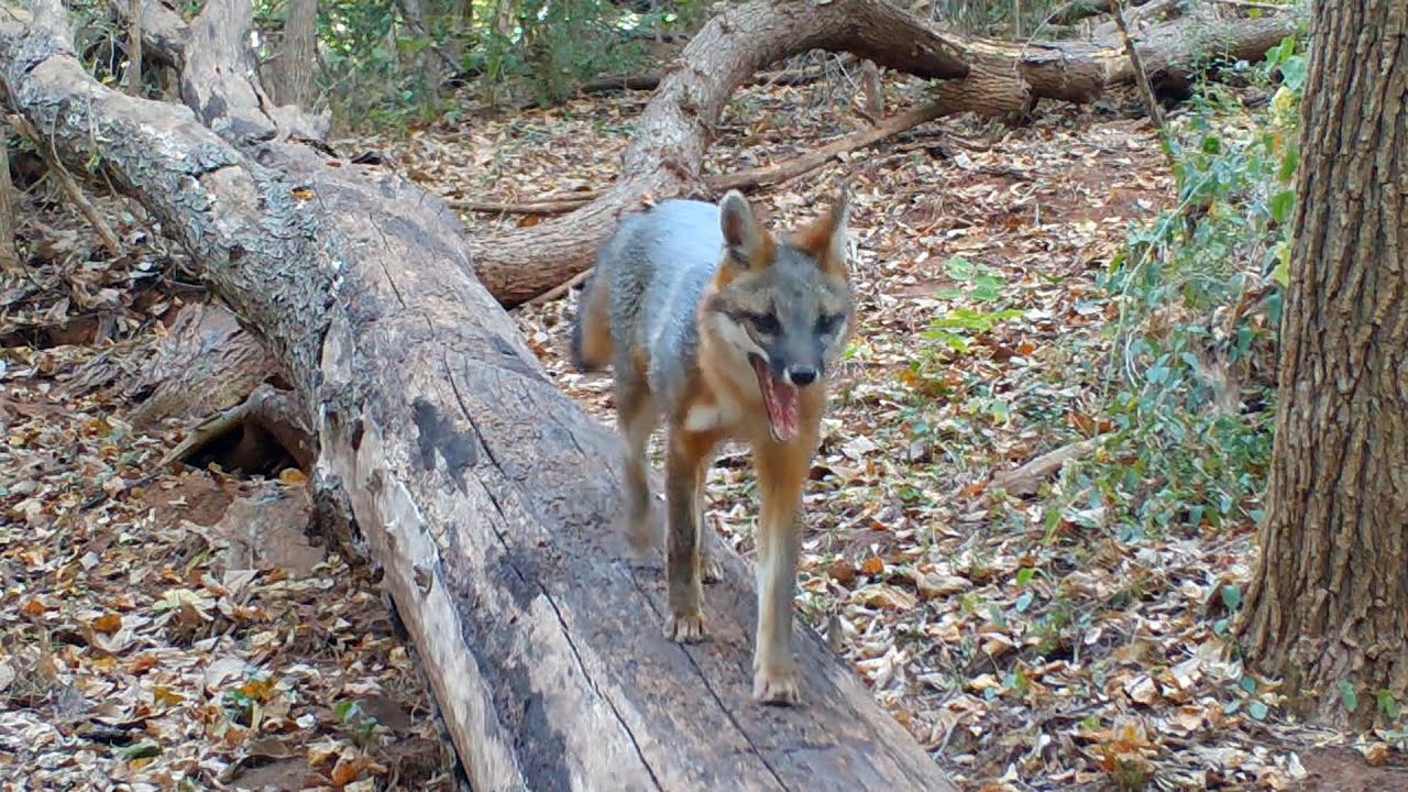 November Foxes in Central Oklahoma 2022 #nature #trailcam #wildlife ...